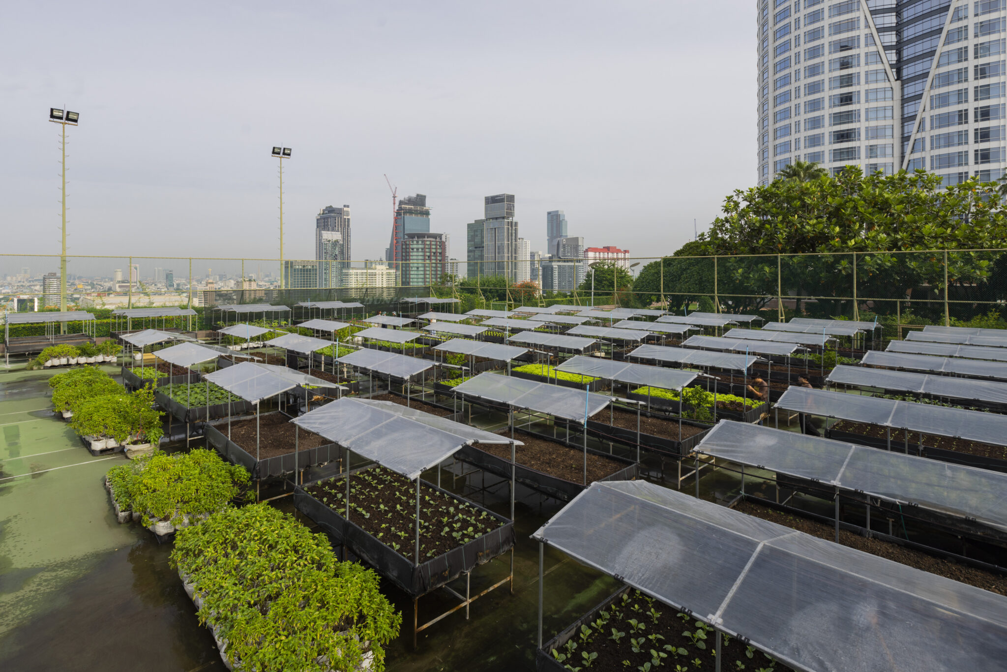 🌏Rooftop Farming A Pathway to Sustainable Tourism