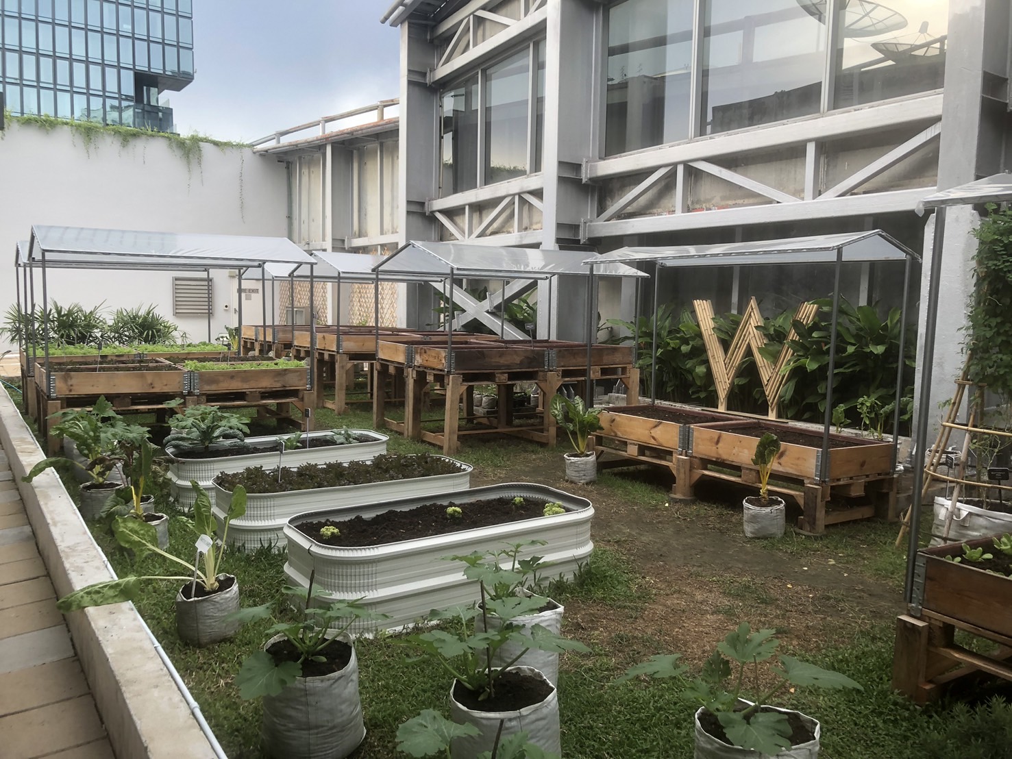 🌏 Transforming Rooftops into Organic Farms – Small Spaces, Big Impact